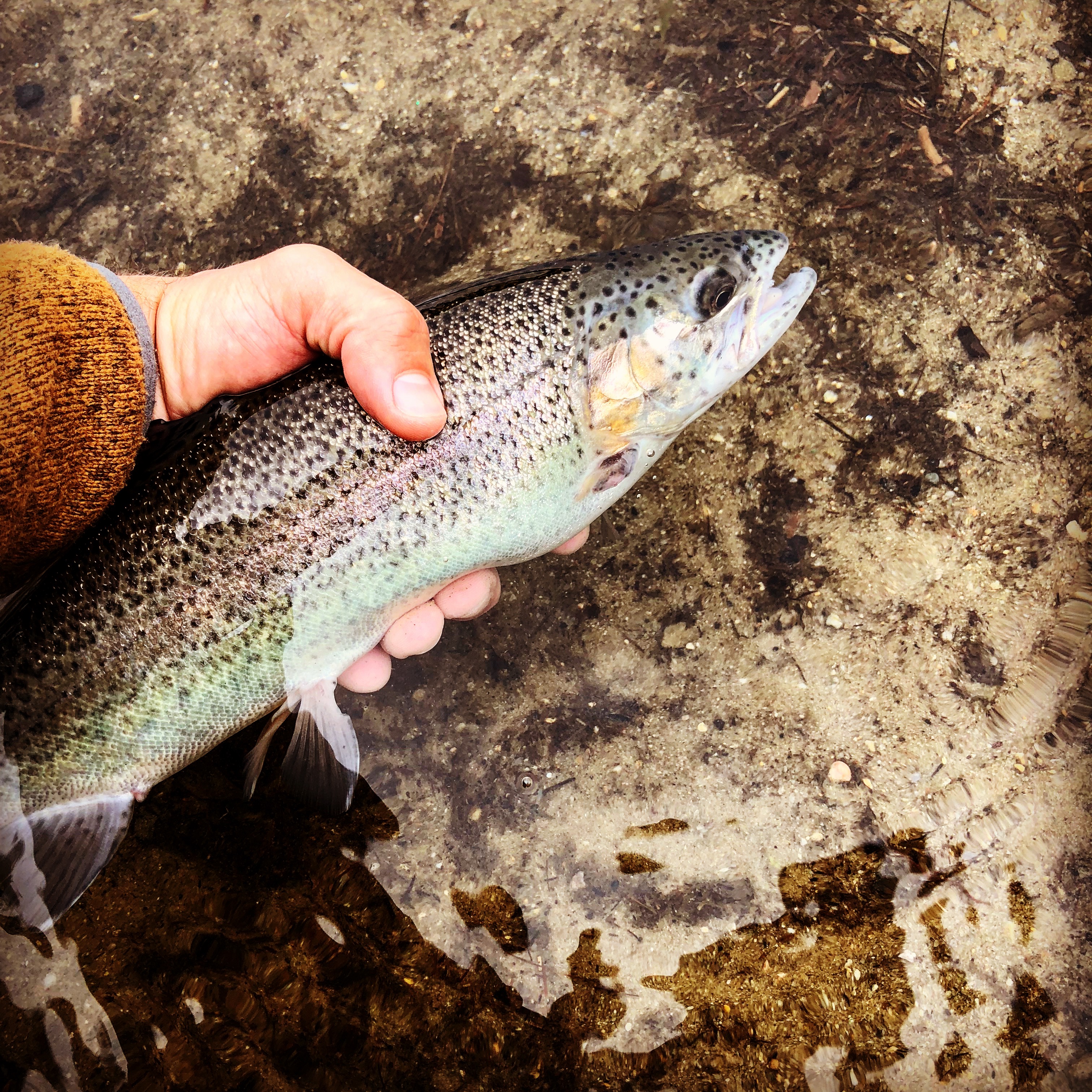 Report: Late Fall brown trout - Seven Stripes